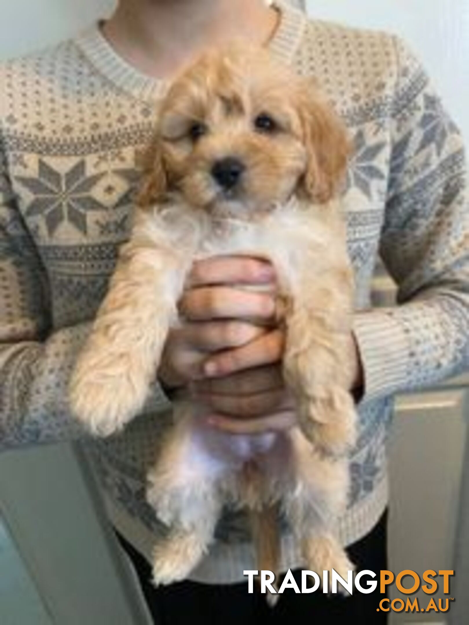 First generation Cavoodle Boy