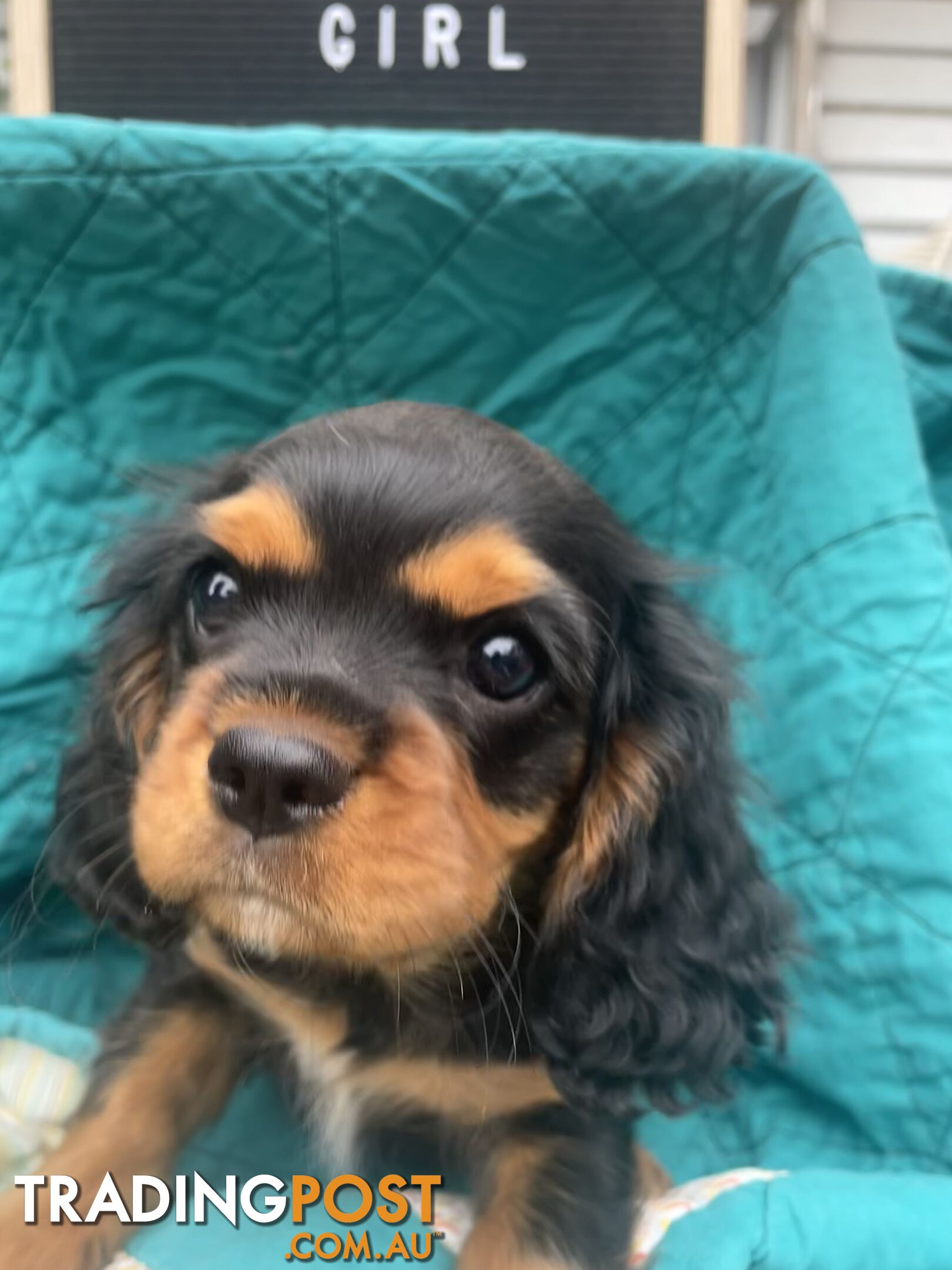 Gorgeous healthy Cavalier King Charles puppies