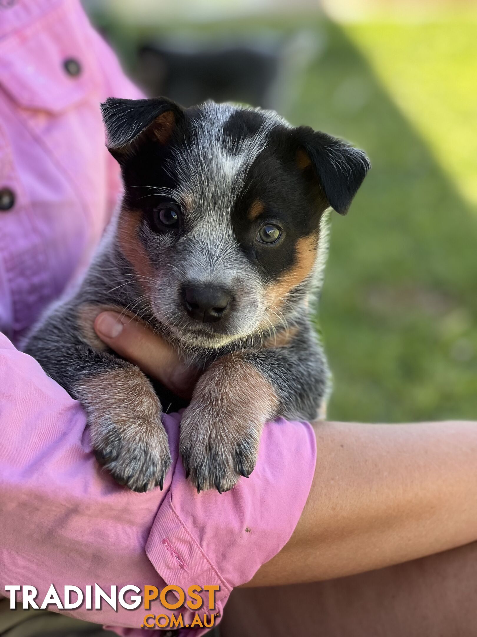 Pure bred blue heeler pups