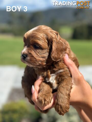 Ruby Cavoodles
