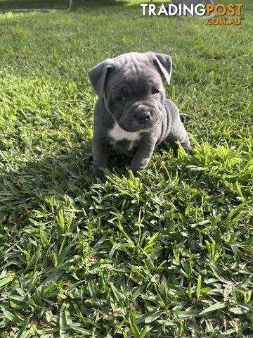 32 Puppies in Australia for "English staffy"