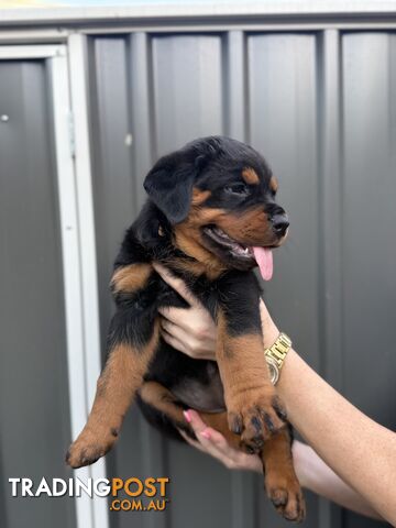 NATURAL BOBTAIL ROTTWEILER PUPPIES