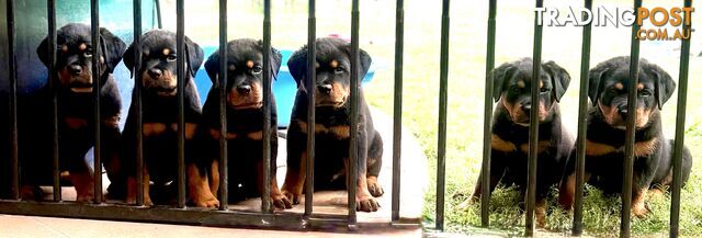 NATURAL BOBTAIL ROTTWEILER PUPPIES