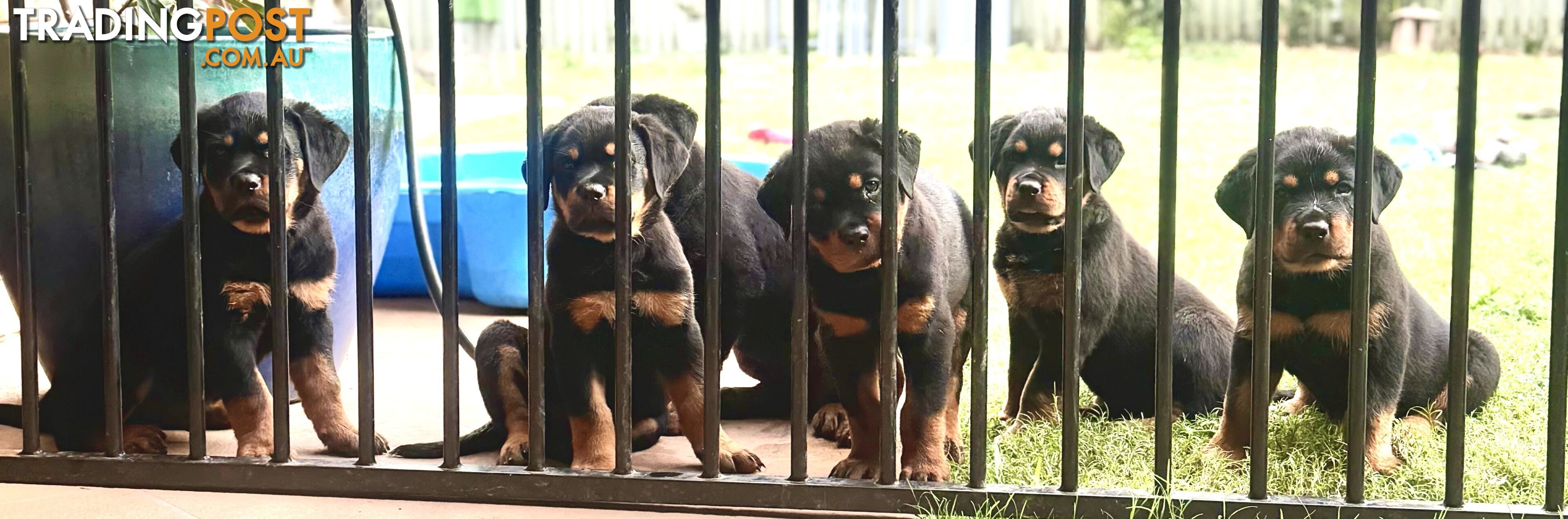 NATURAL BOBTAIL ROTTWEILER PUPPIES