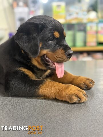 NATURAL BOBTAIL ROTTWEILER PUPPIES