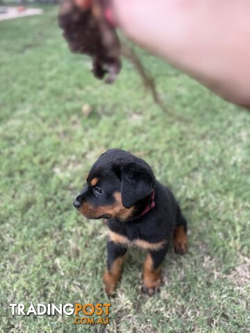 NATURAL BOBTAIL ROTTWEILER PUPPIES
