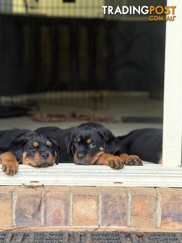 NATURAL BOBTAIL ROTTWEILER PUPPIES