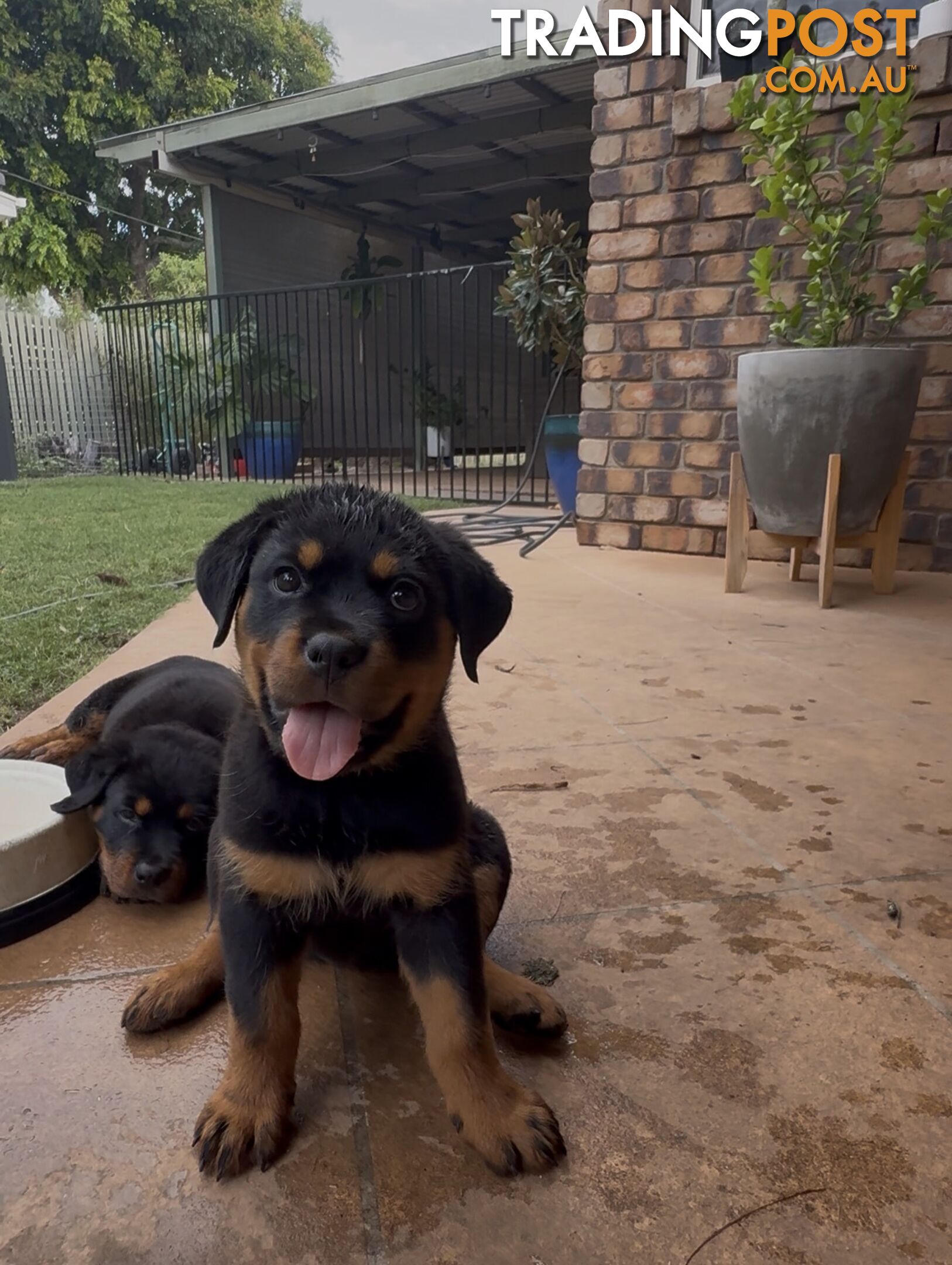 NATURAL BOBTAIL ROTTWEILER PUPPIES