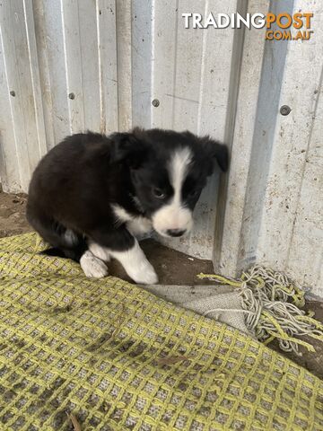 Pure bred border collie puppies