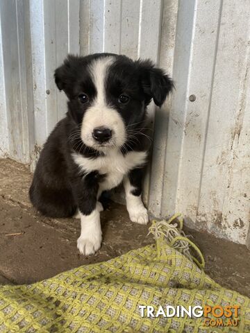 Pure bred border collie puppies