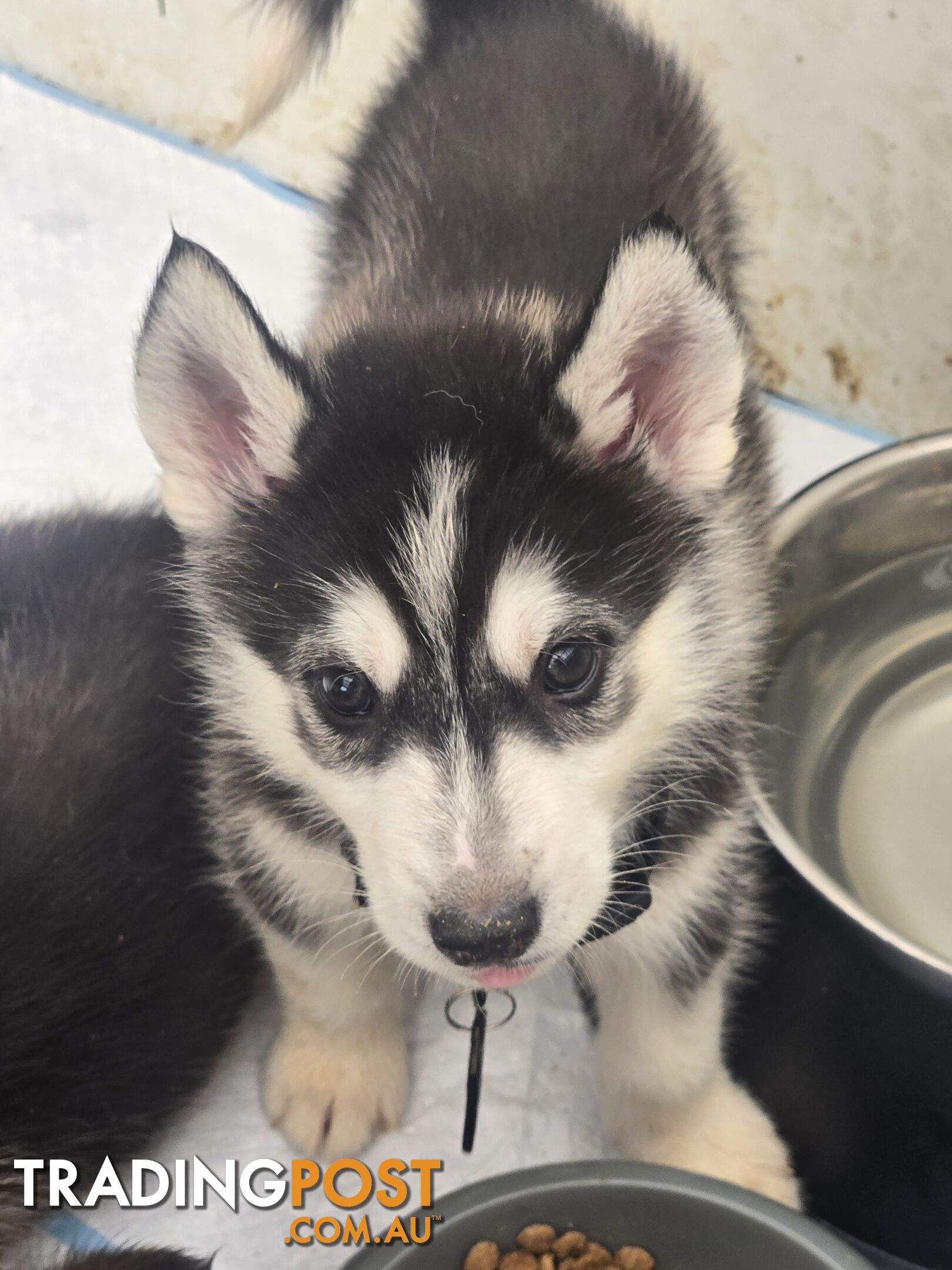 SIBERIAN HUSKY PUPPIES