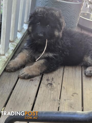 6 German Shepherd Dog Puppies under $40,000 in Australia by Private sellers