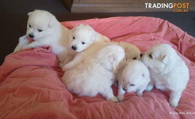 1 Japanese Spitz Puppies in Margate, QLD