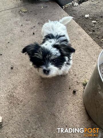 Cute Maltese Shih Tzu Pups For Sale