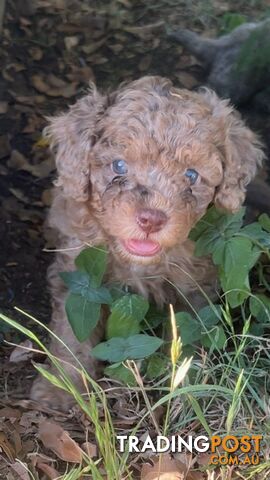 Stunning Cavoodle Puppy Red Light born Merle Available now