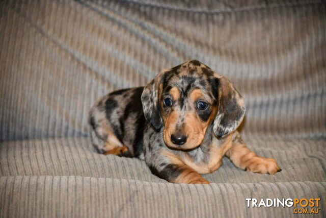 Dachshund Puppies for sale