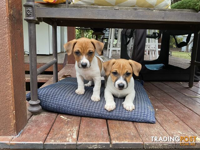 Jack Russell puppies