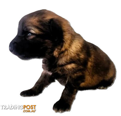 GUARDIAN GERMAN SHEPHERDS