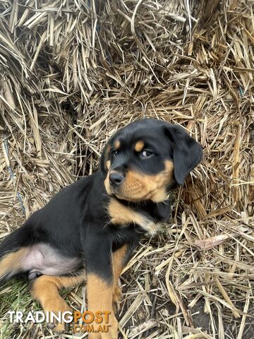Rottweilers Pure Bred