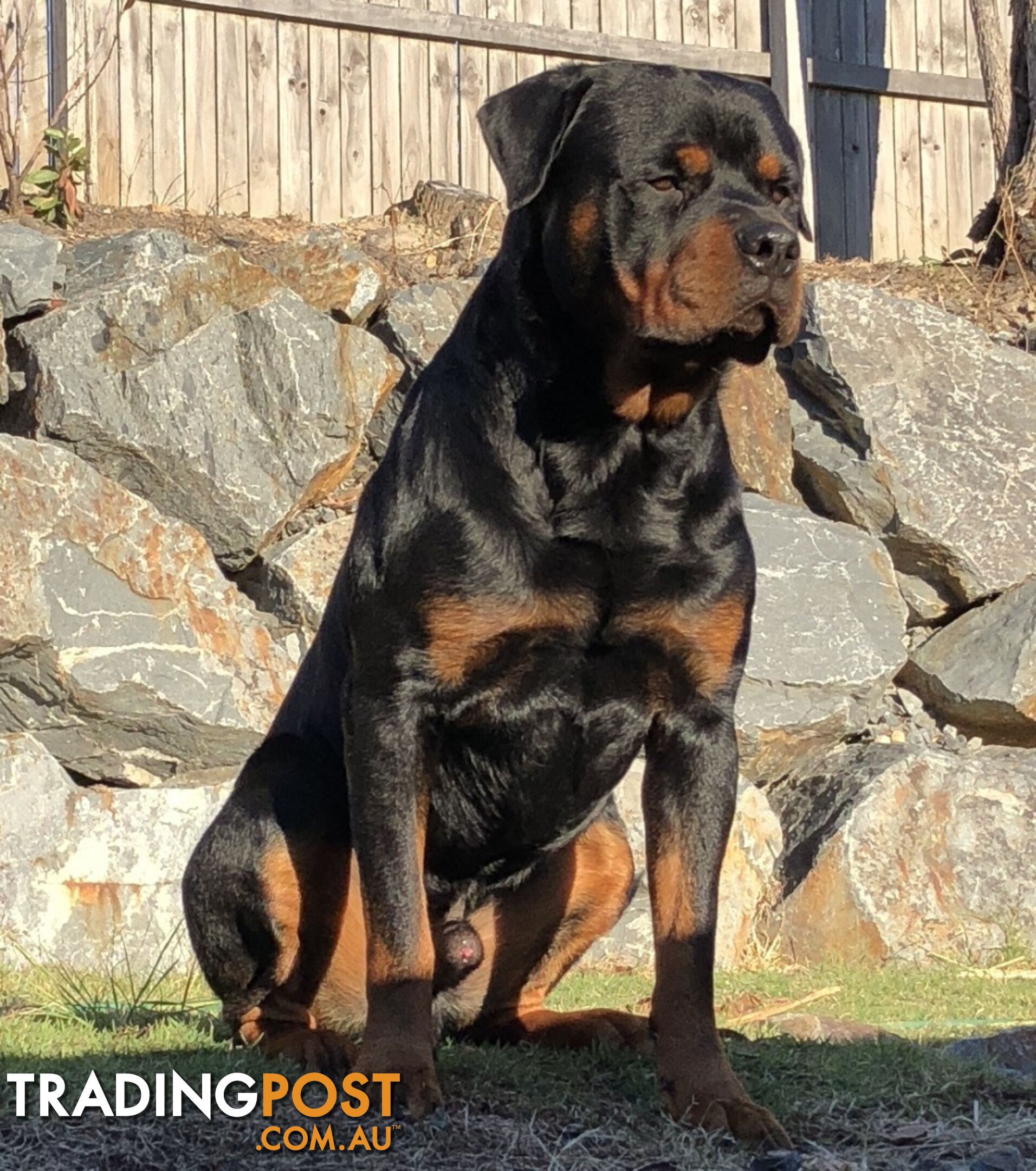 Rottweilers Pure Bred MUST GO NOW