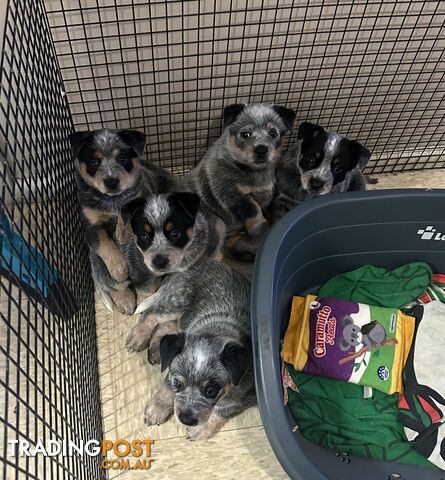 11 Australian Cattle Dog Puppies in Australia