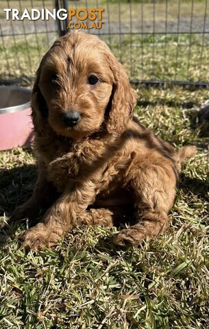 6 Spoodle Puppies under $10,000 in Australia
