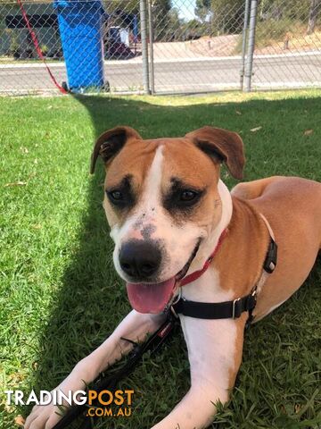 Puppies for Sale for "English Staffy"