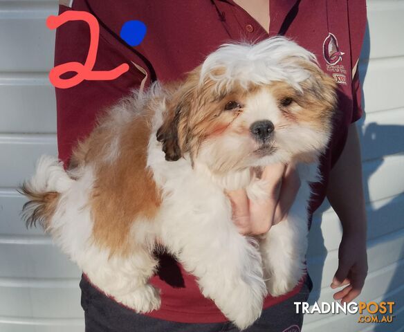 Shih Tzu X Maltese puppies Malshi Shitzu