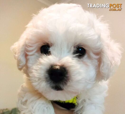 Pure Bichon Frise Dog Pet Puppies