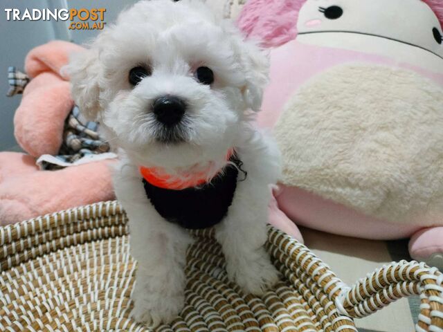 Pure Bichon Frise Dog Pet Puppies