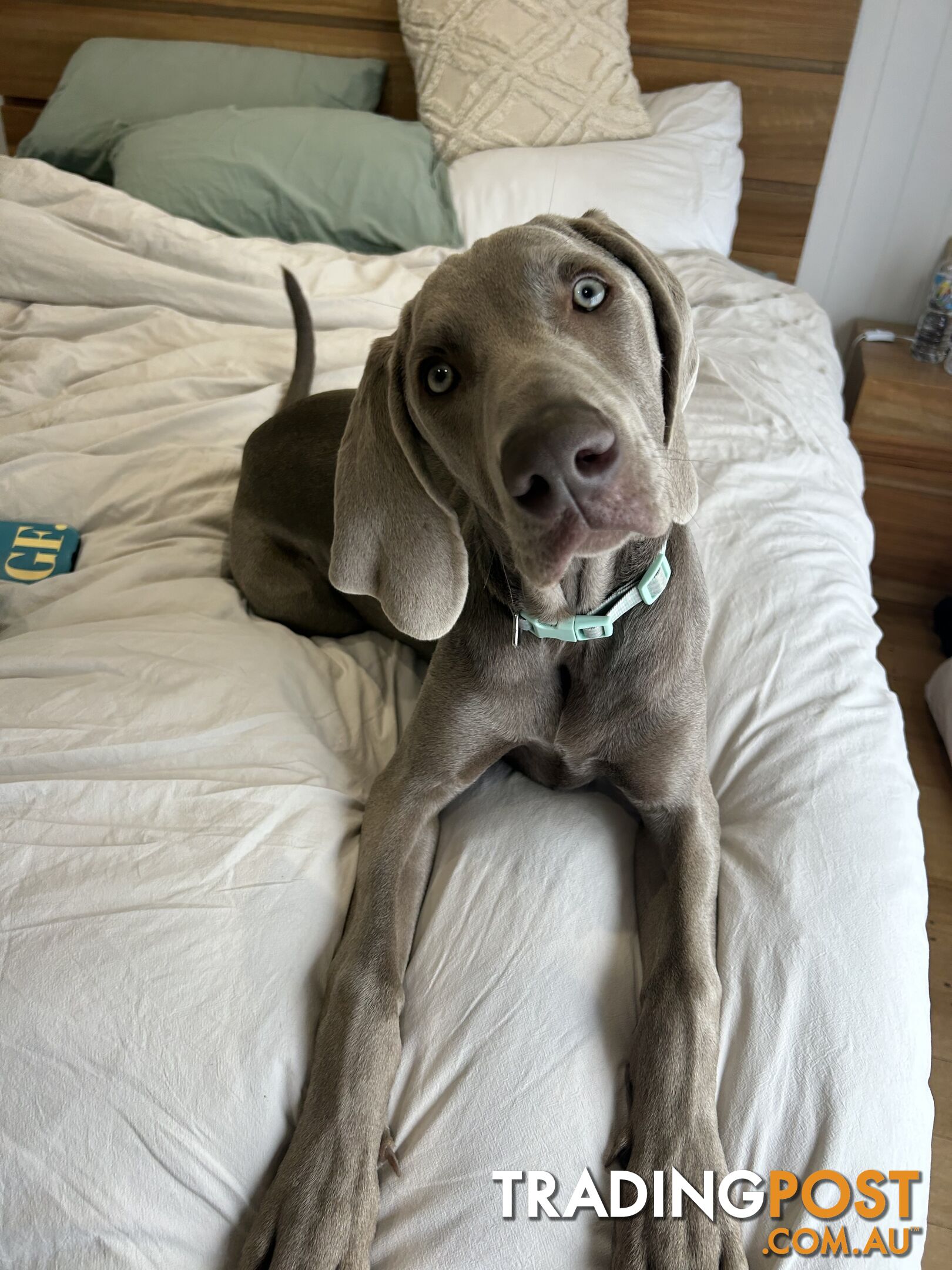 Weimaraner Puppies READY FOR NEW HOMES NOW