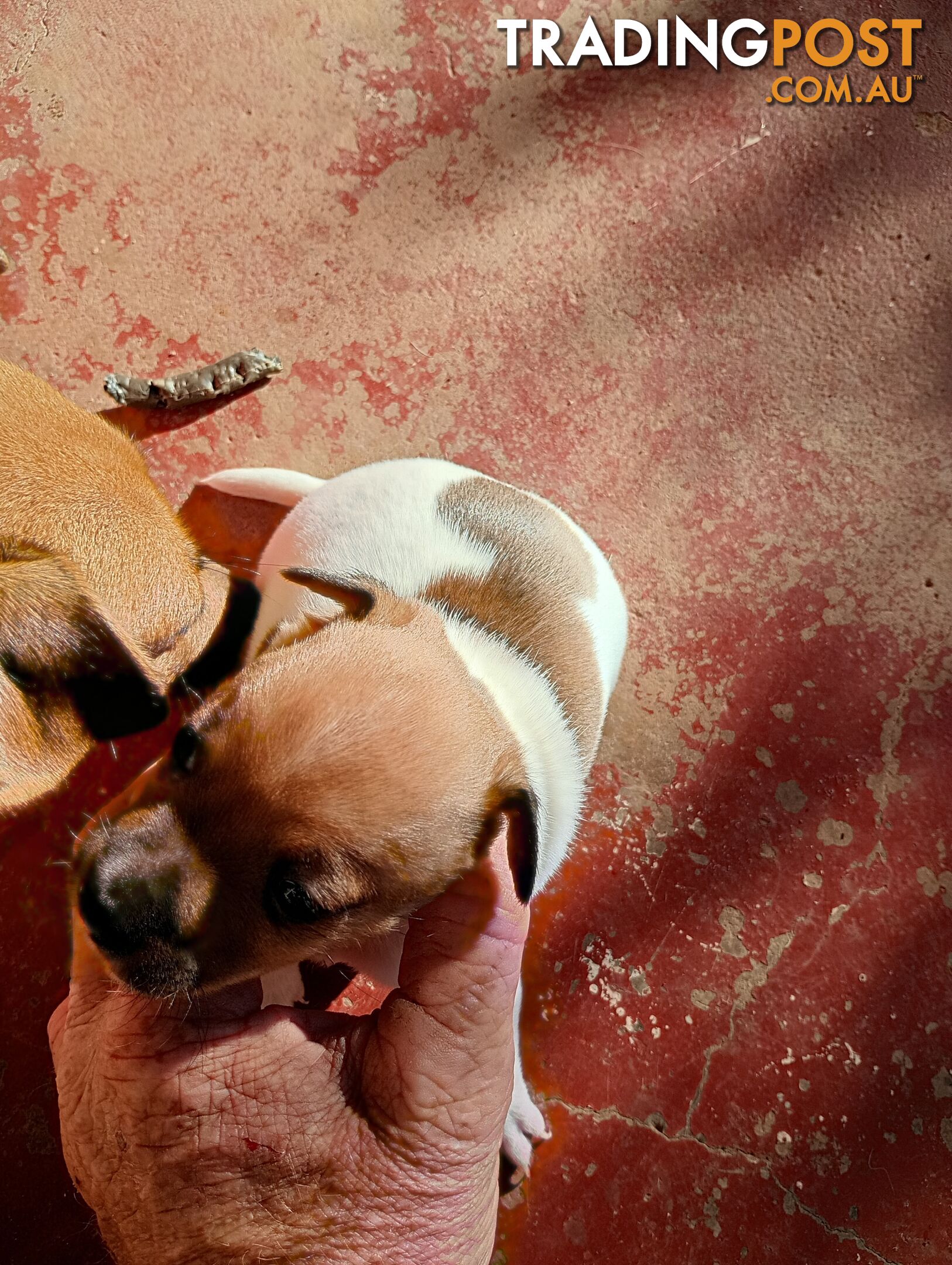 Mini fox terriers pups