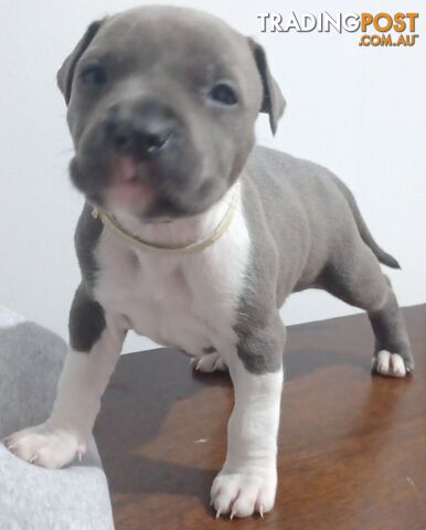 Blue American staffies