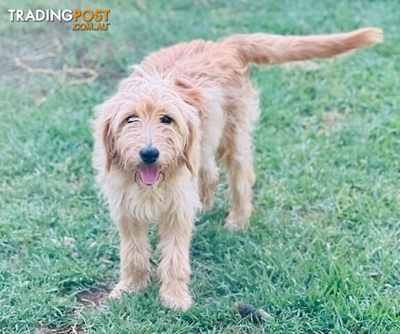 Groodle 8 months old Rehome