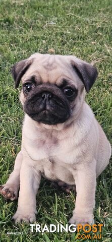 PUG Puppies for sale between $1,000 and $3,000 by Private sellers