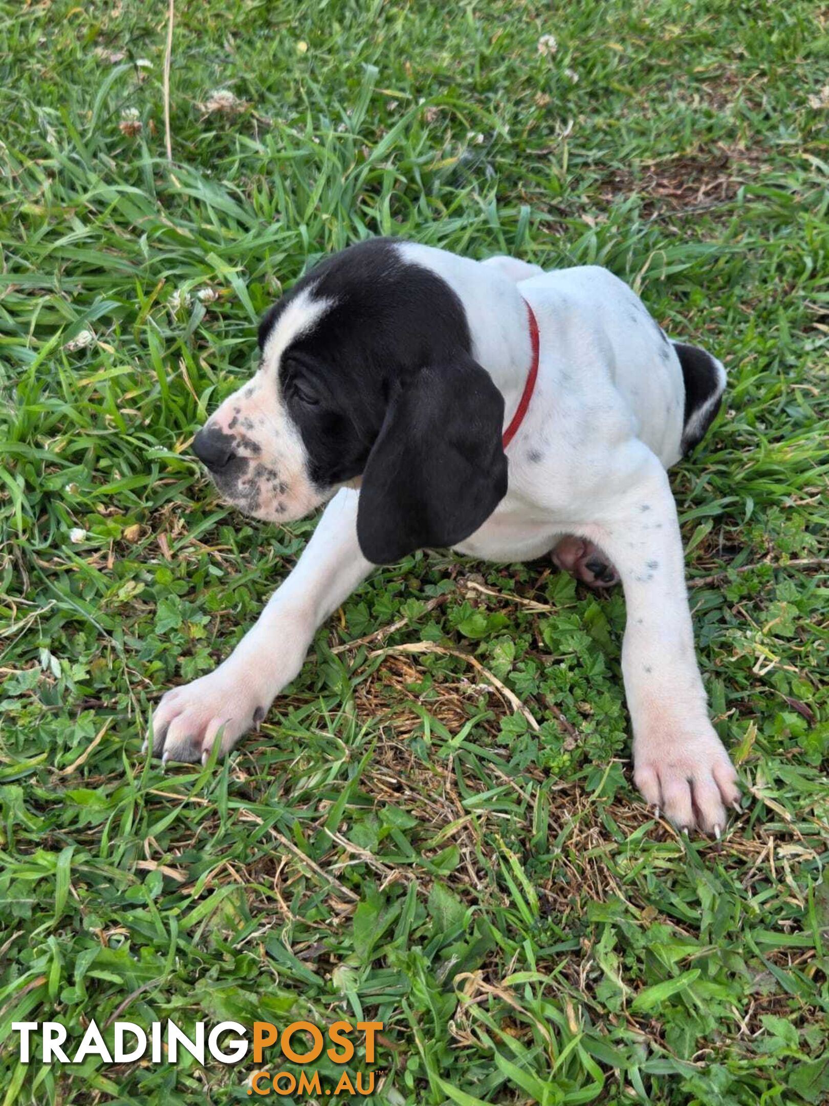 Pure breed English pointer puppies