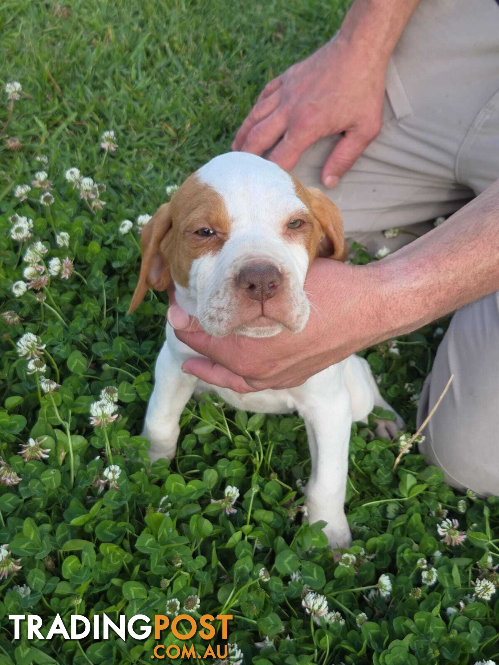 Pure breed English pointer puppies