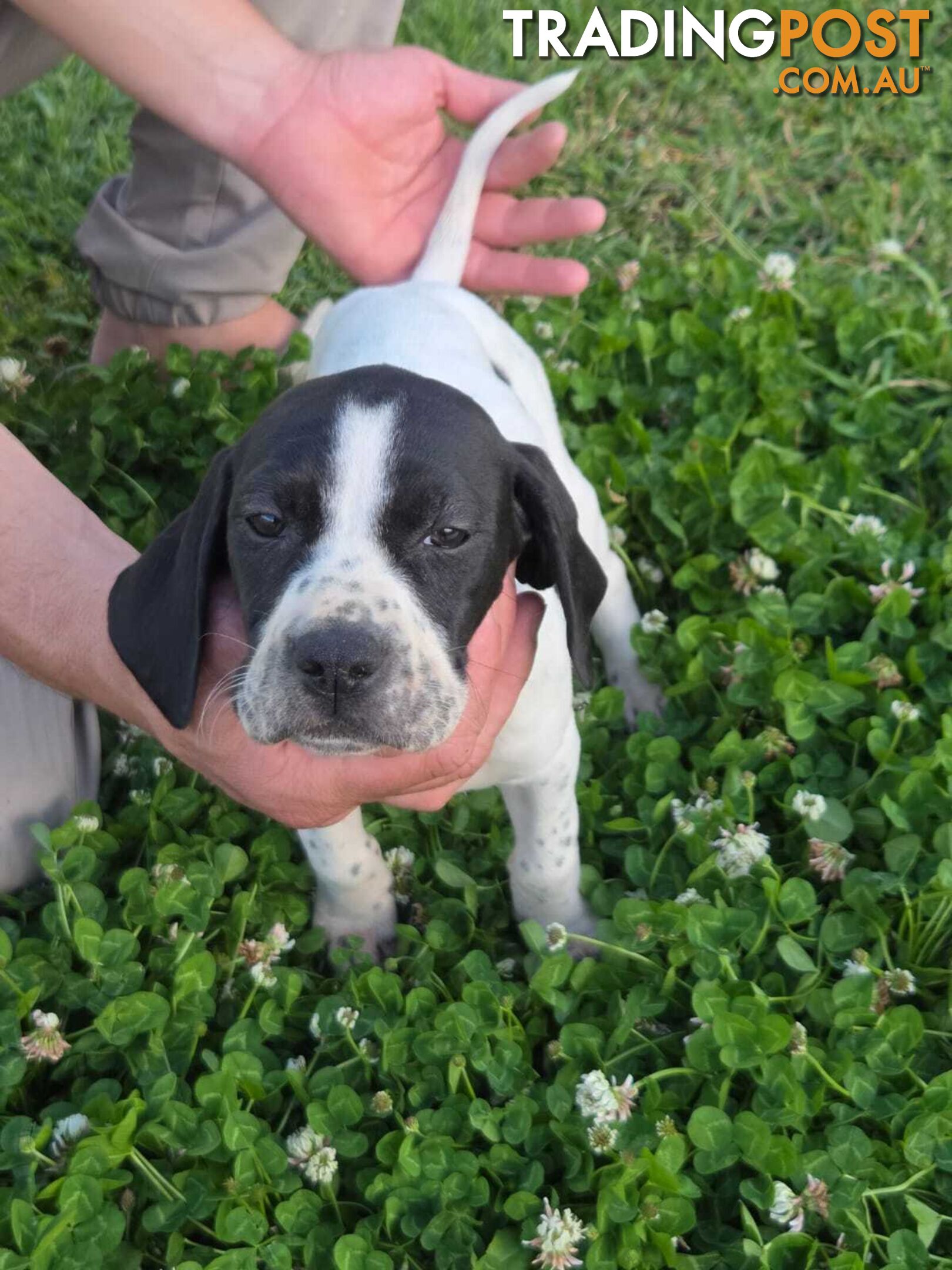 Pure breed English pointer puppies