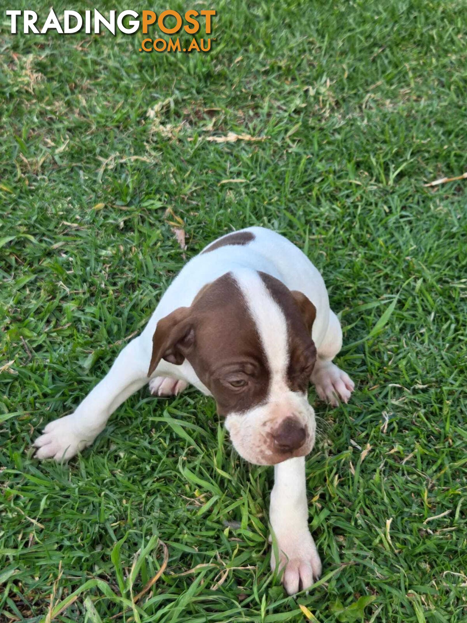 Pure breed English pointer puppies
