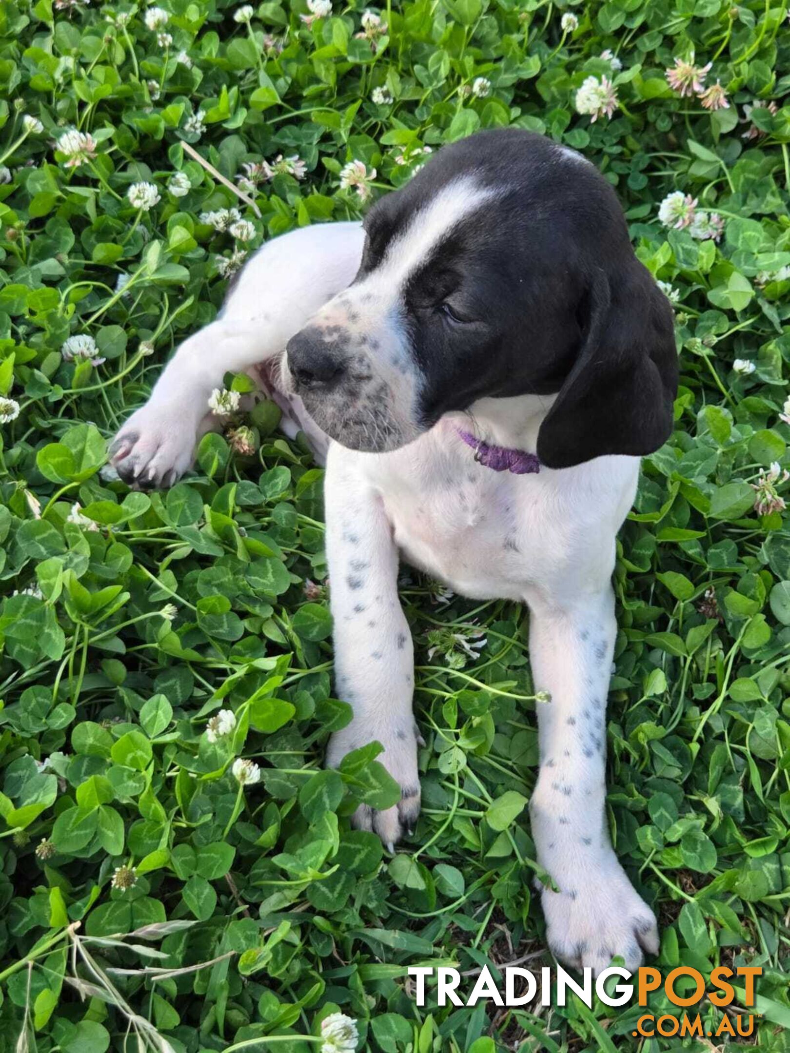 Pure breed English pointer puppies