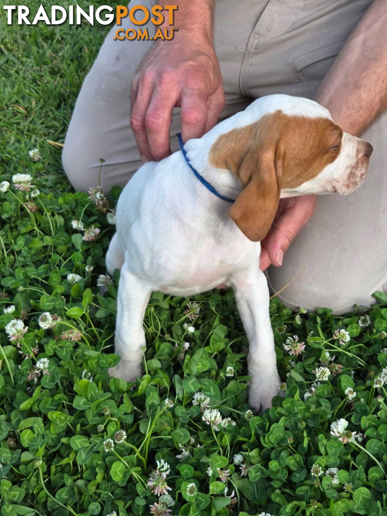 Pure breed English pointer puppies