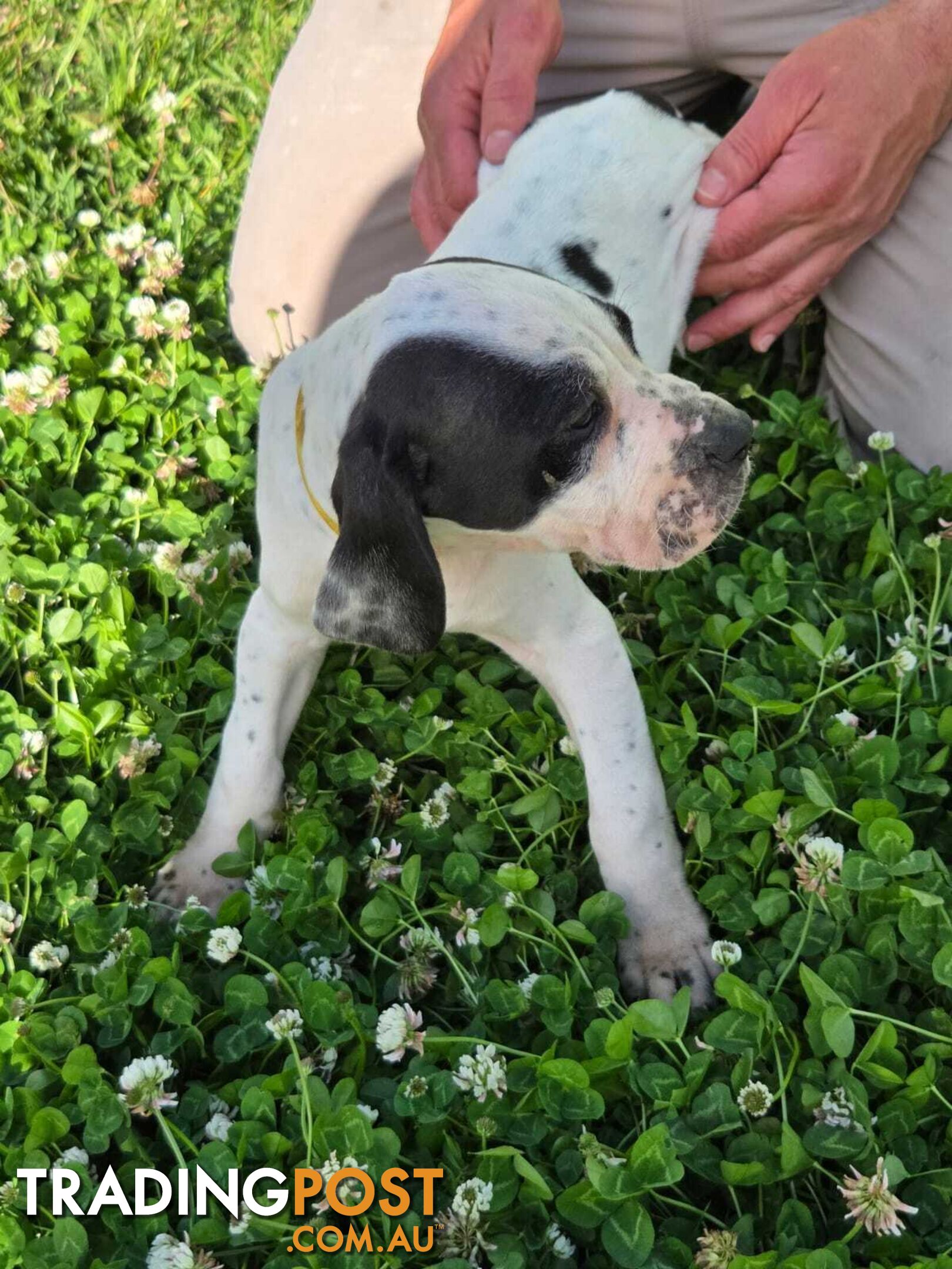 Pure breed English pointer puppies