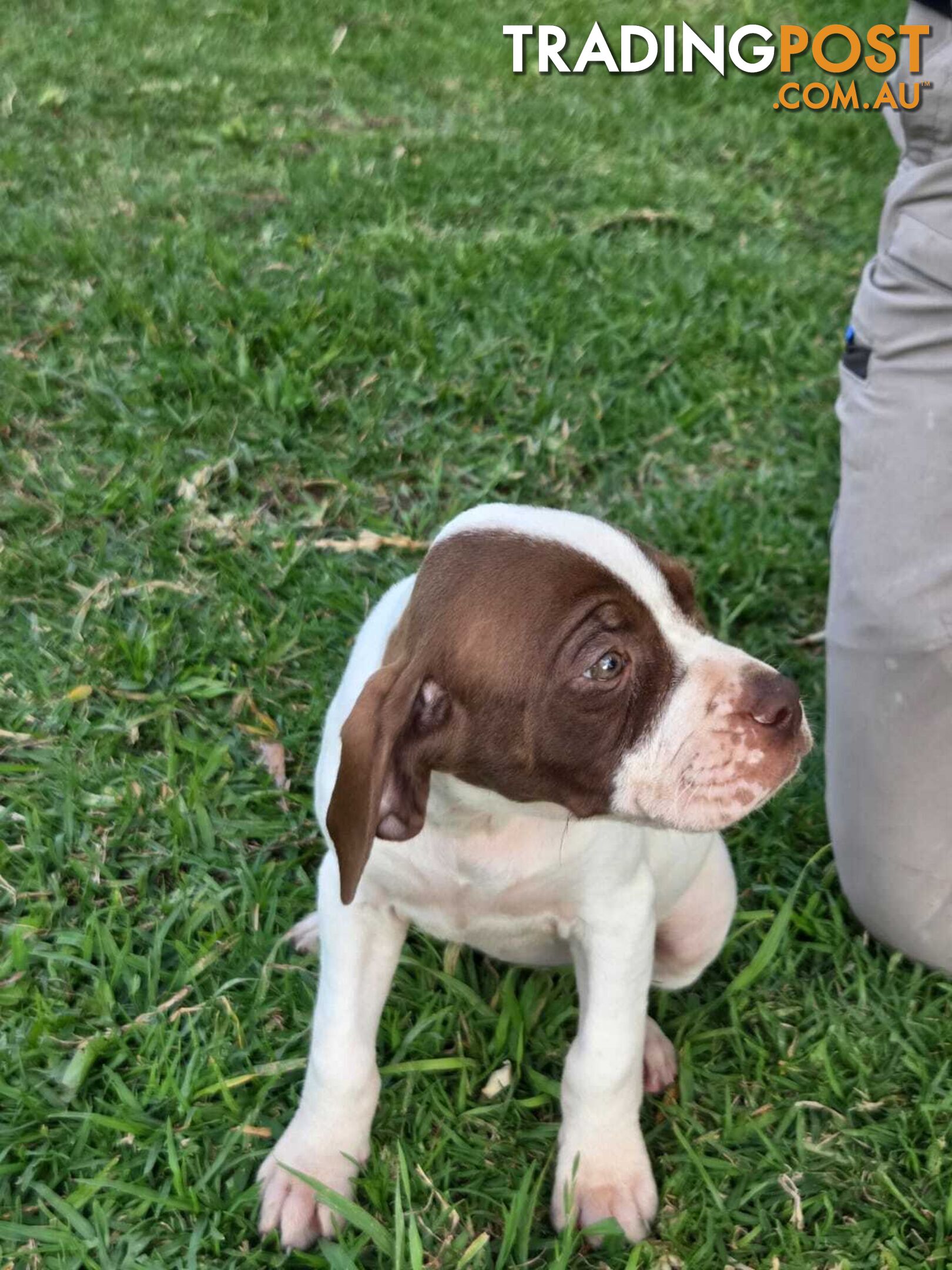 Pure breed English pointer puppies