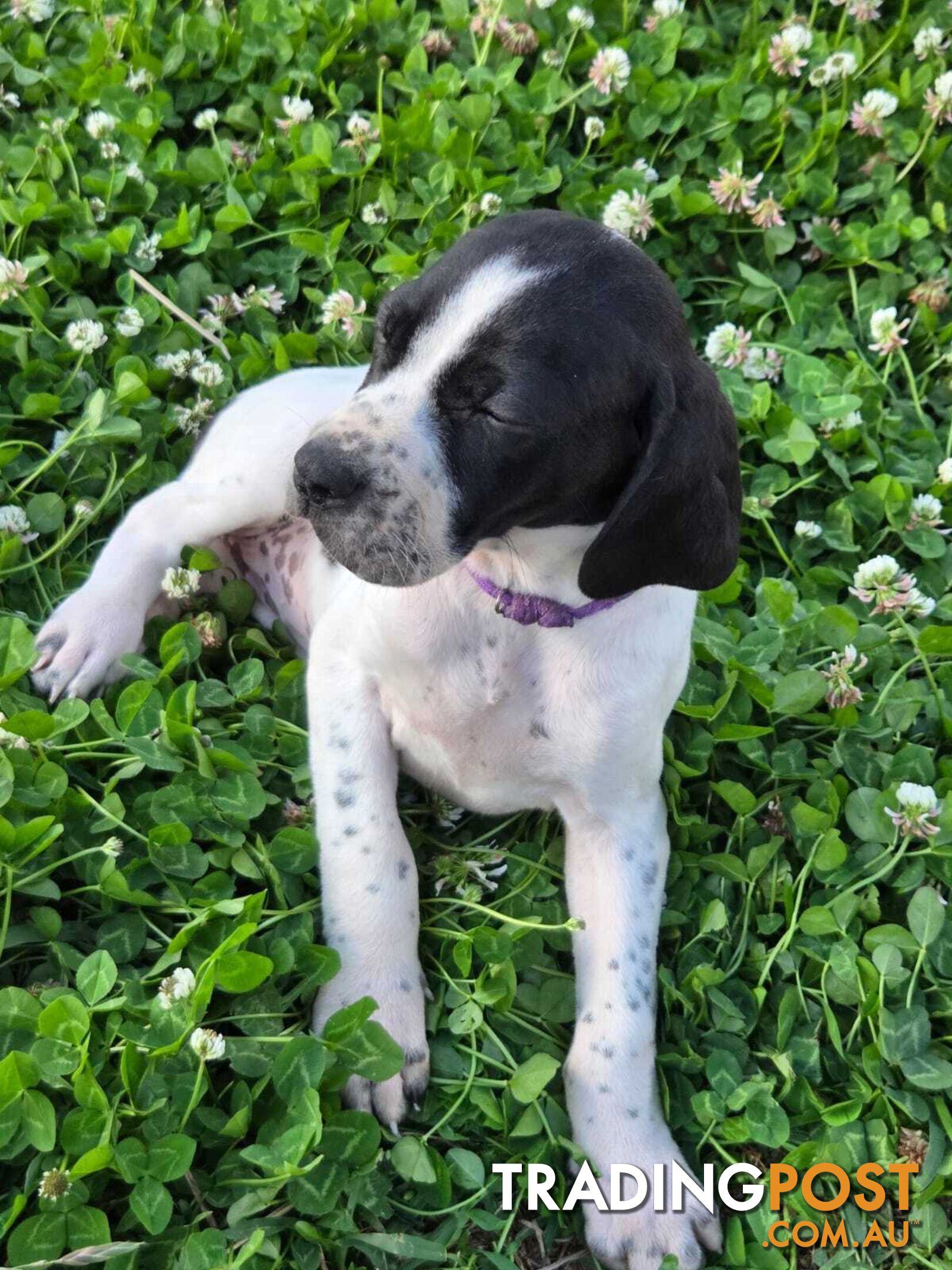 Pure breed English pointer puppies