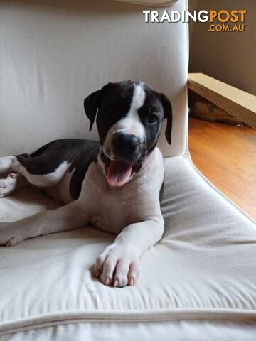 8 week old puppies Great Dane x Mastiff x Bull Arab male and females