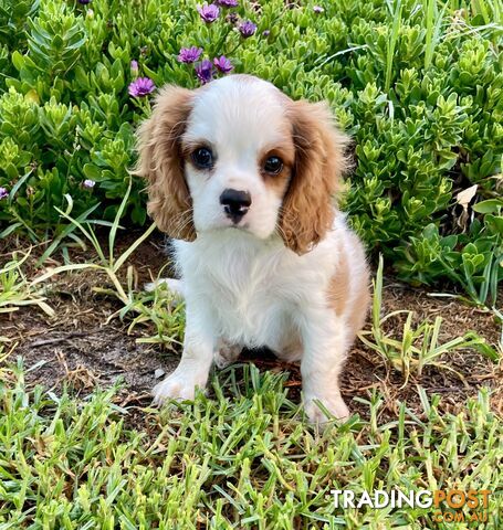 Cavalier King Charles Pedigree male