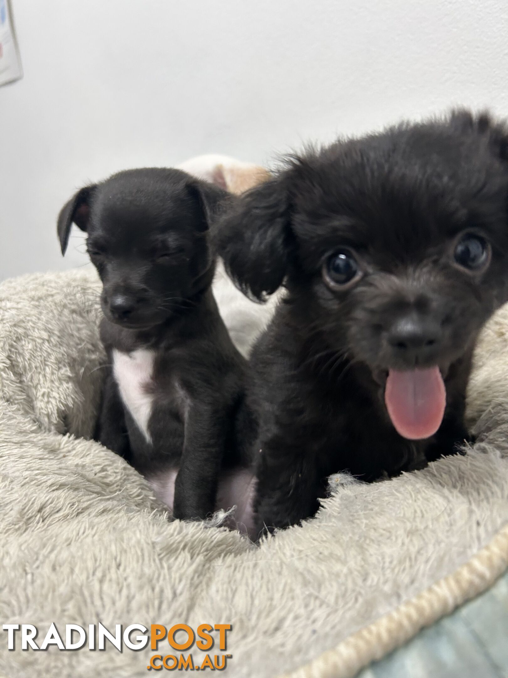 2 Unique miniature Chipoo puppies Poodle cross Chihuahua on Lyka pet food