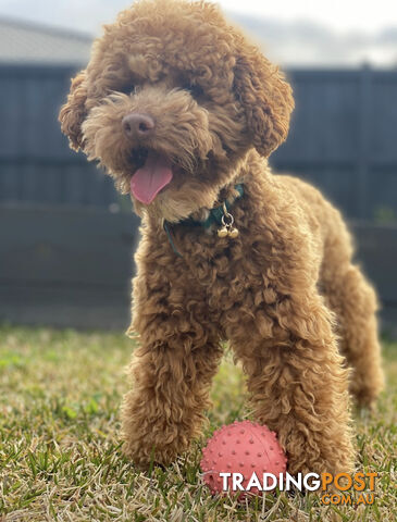 Poodle (Toy) Puppies for Sale
