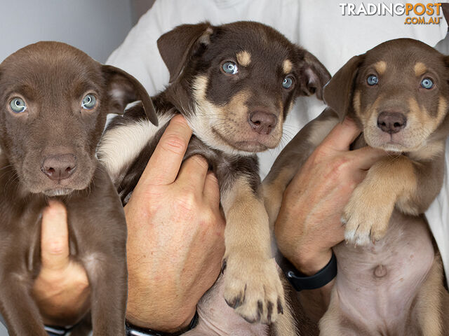 7 Australian Kelpie Puppies in Australia
