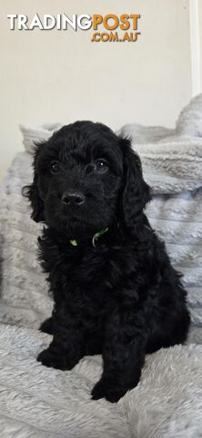 5 Groodle Puppies under $40,000 in Bendigo Region, VIC by Private sellers